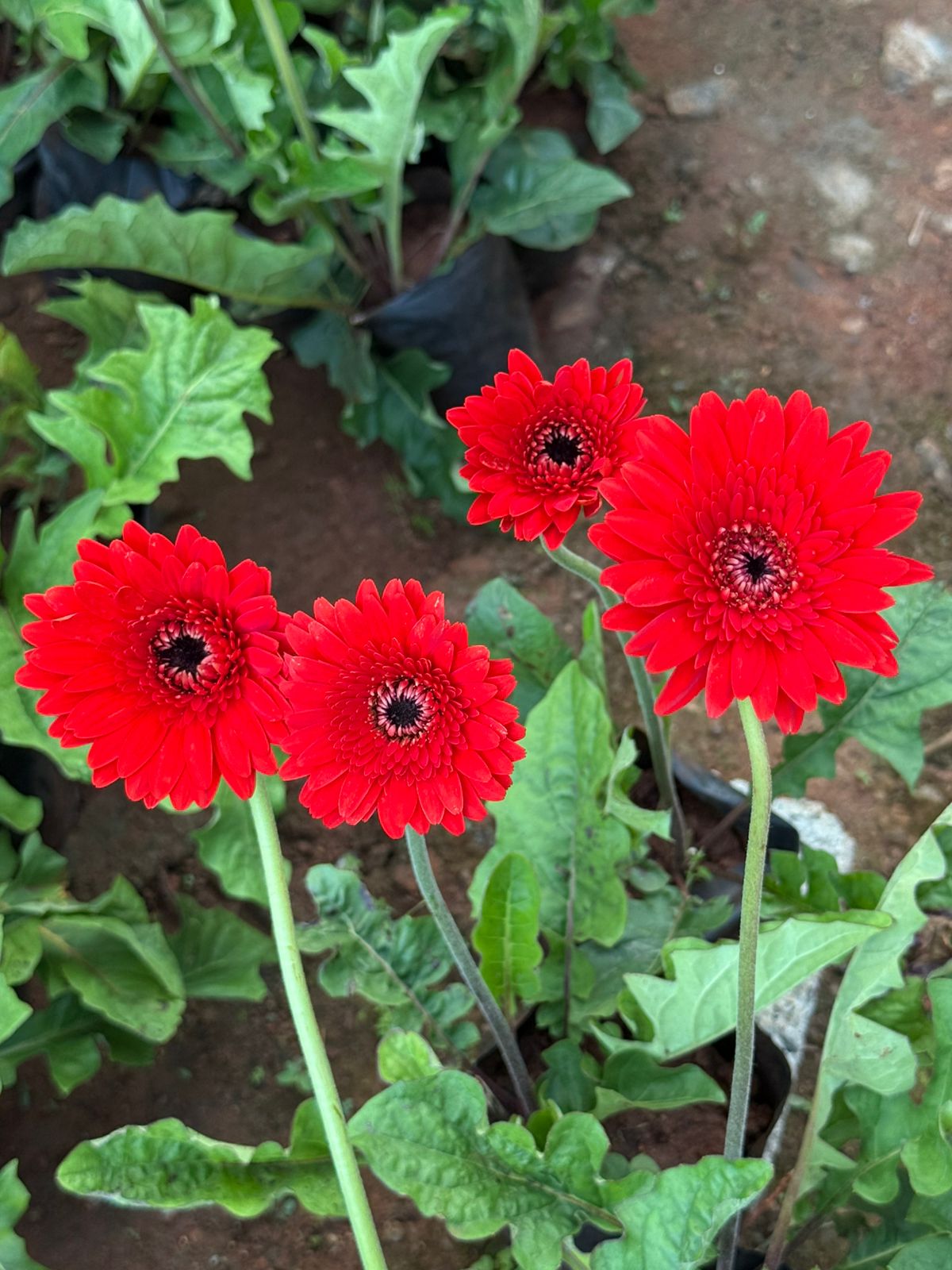 Gerbera Varieties – Homely Feel Gardens