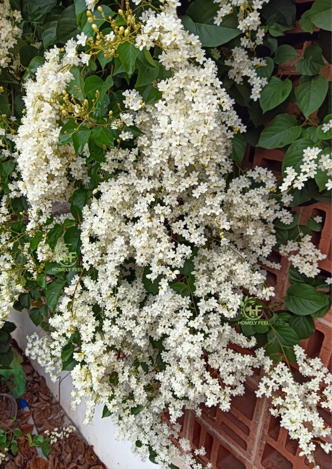 Creeper Plants – HomelyFeelGardens