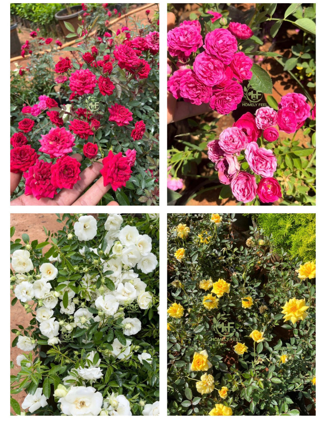 Roses Combo – Homely Feel Gardens