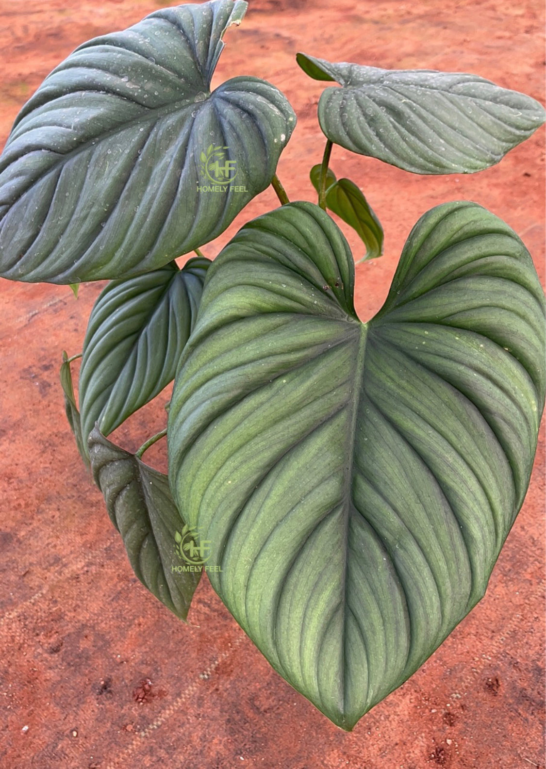 Rare Varieties – Homely Feel Gardens