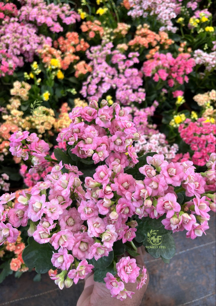 Kalanchoe Varieties – Homely Feel Gardens