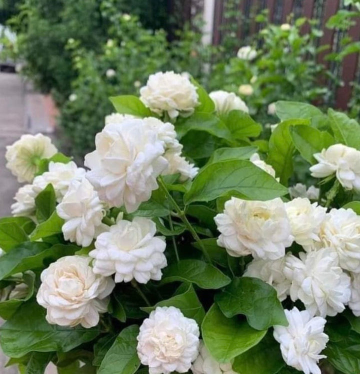 Jasmine Varieties – Homely Feel Gardens