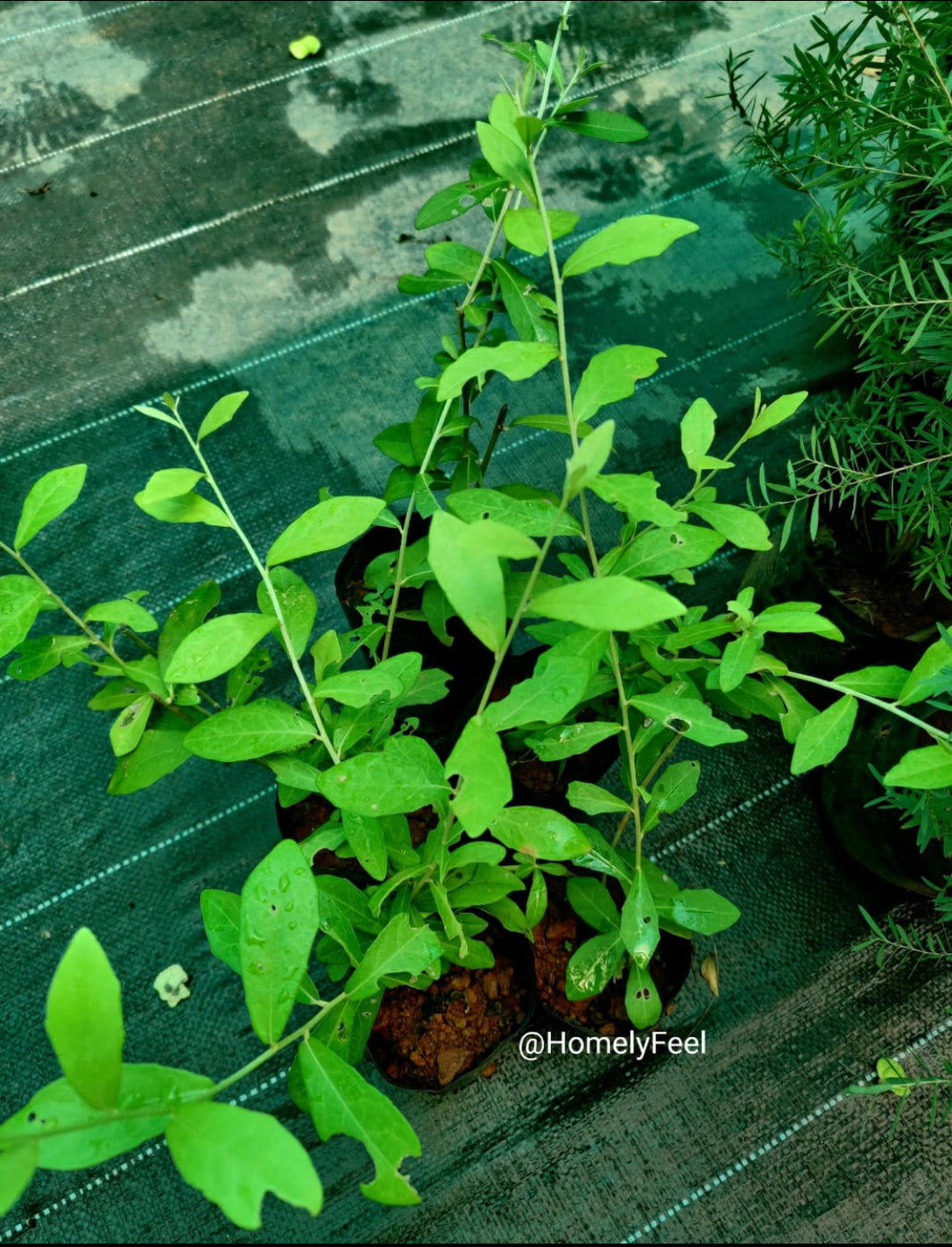 Outdoor Plants(Semi shade) – Homely Feel Gardens