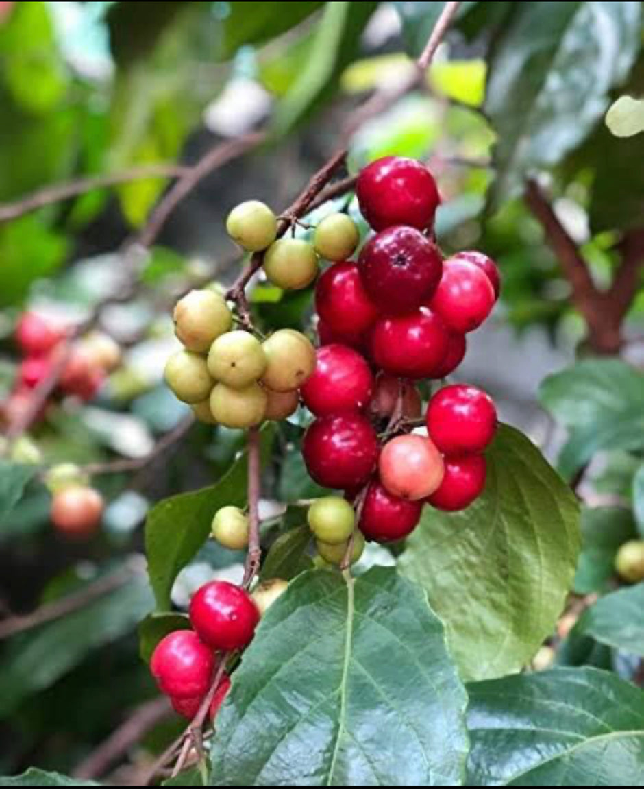 Fruits/Herbs/Trees – Page 2 – Homely Feel Gardens