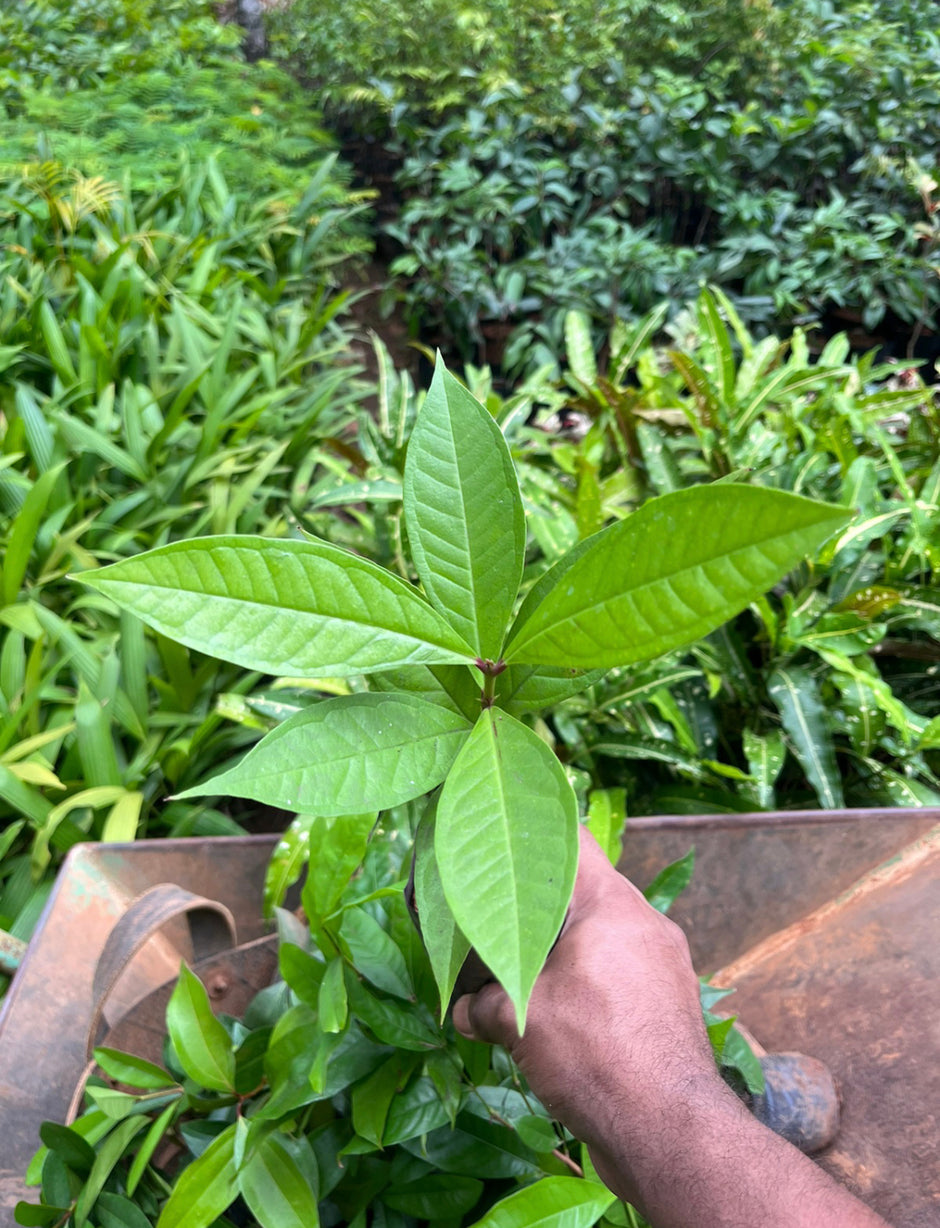 Fruits/Herbs/Trees – Homely Feel Gardens