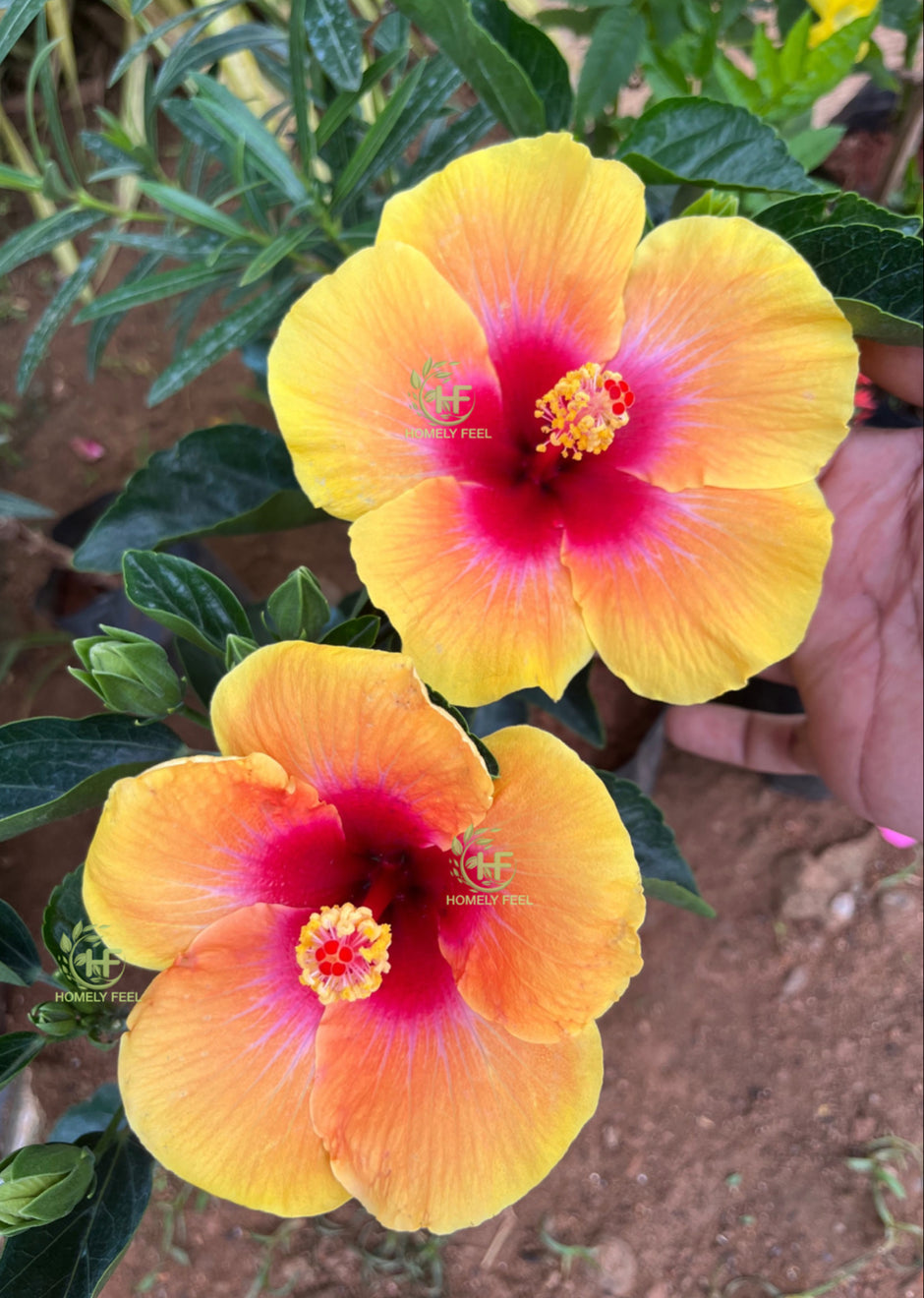 Hibiscus Varieties – Homely Feel Gardens