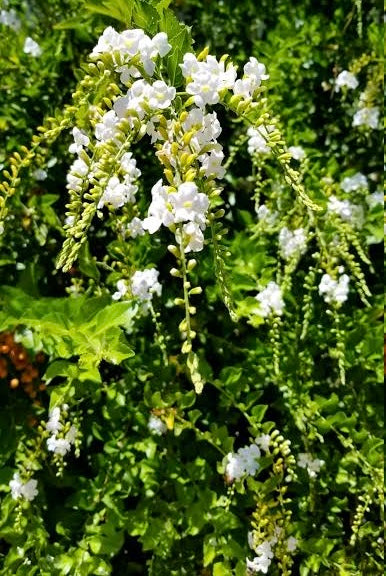 Duranta Erecta White – Homely Feel Gardens