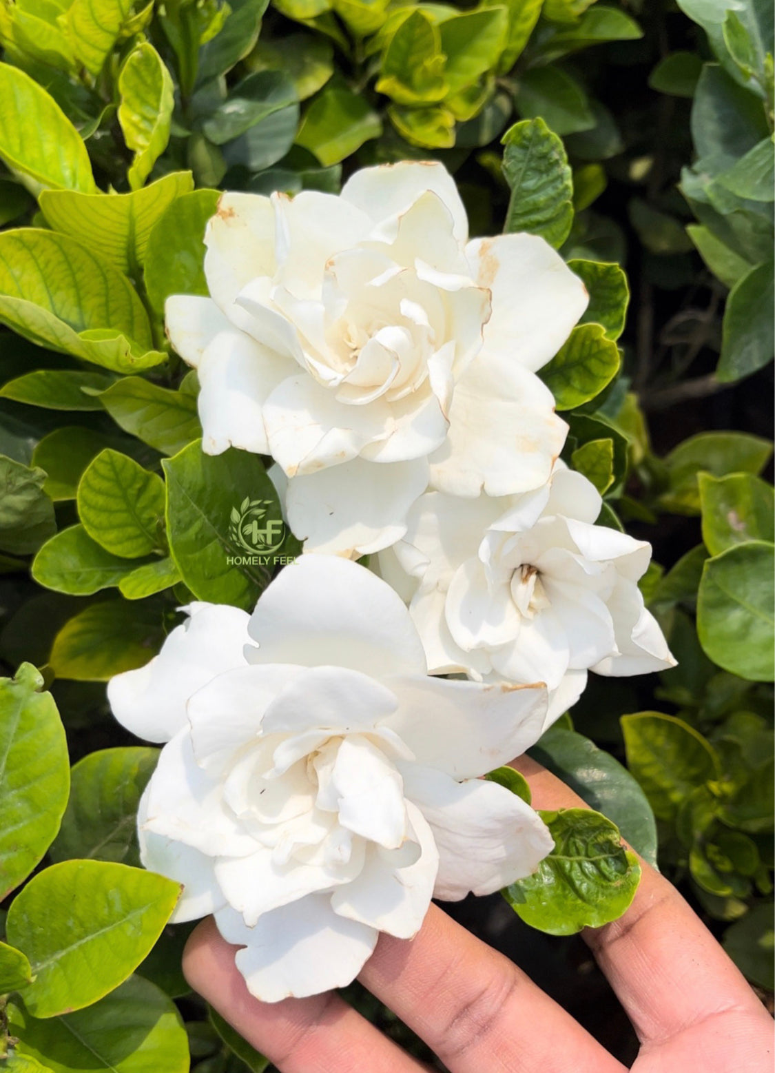 Gardenia(Gandharajan) Hybrid. – Homely Feel Gardens