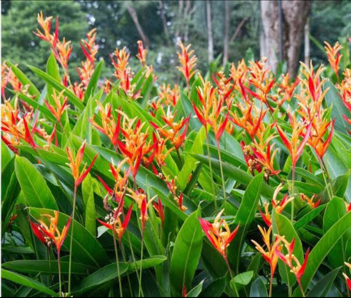 Heliconia Varieties – Homely Feel Gardens