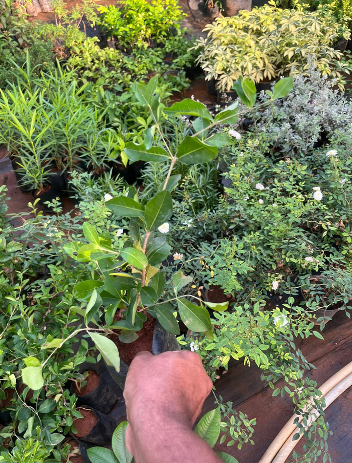 Fruits/Herbs/Trees – Homely Feel Gardens