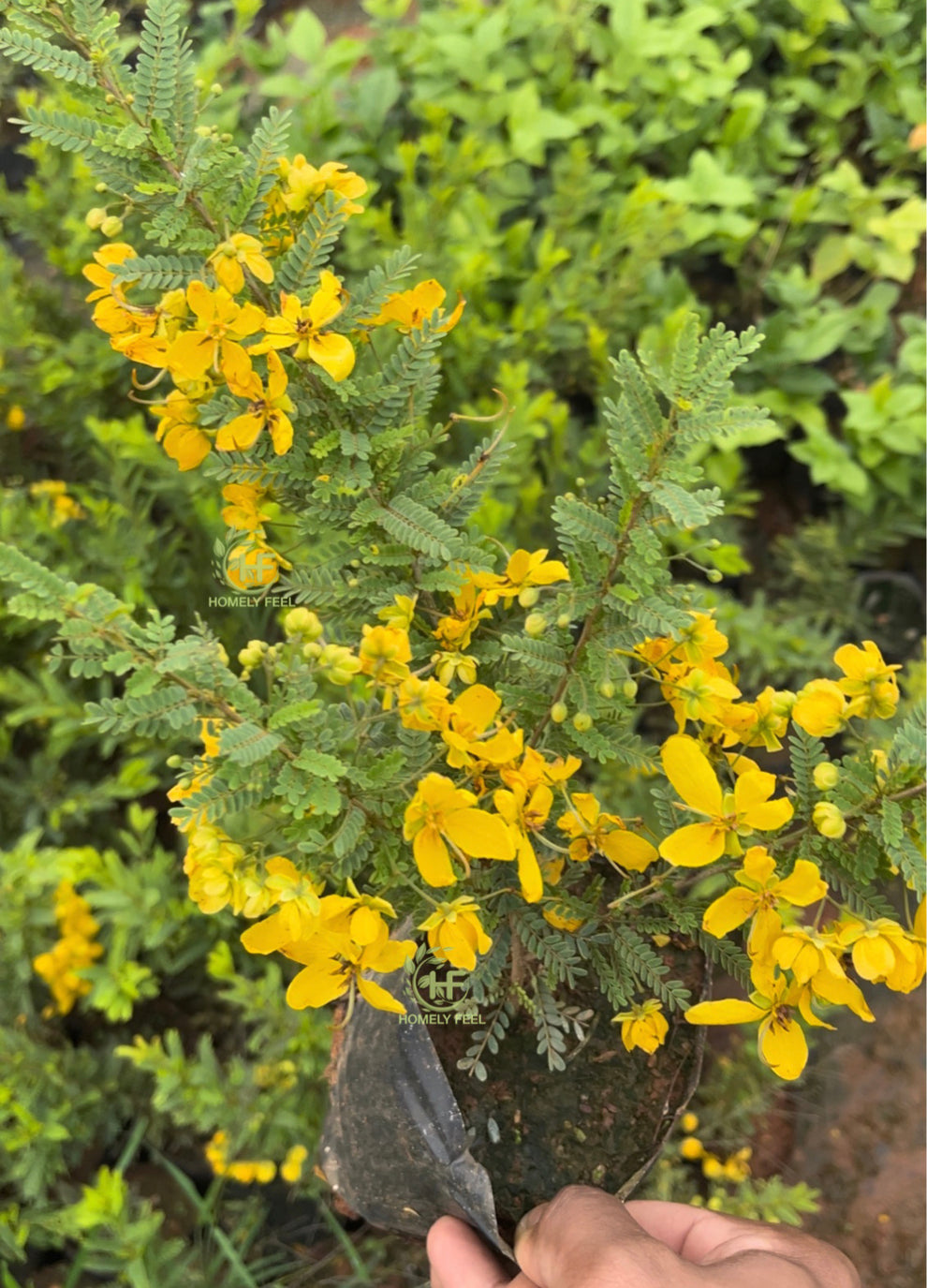 Cassia Biflora – Homely Feel Gardens