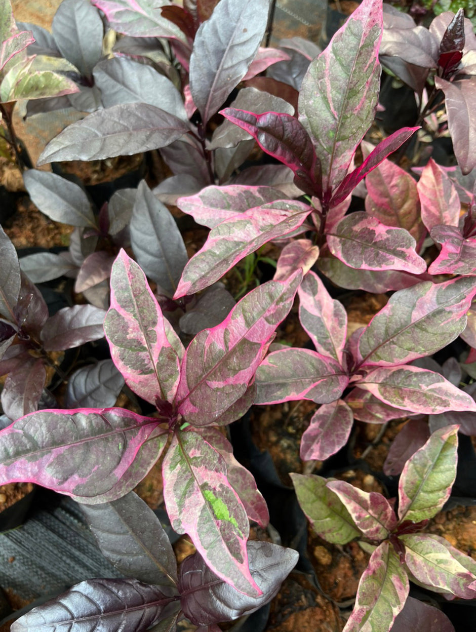 Products – Page 6 – HomelyFeelGardens