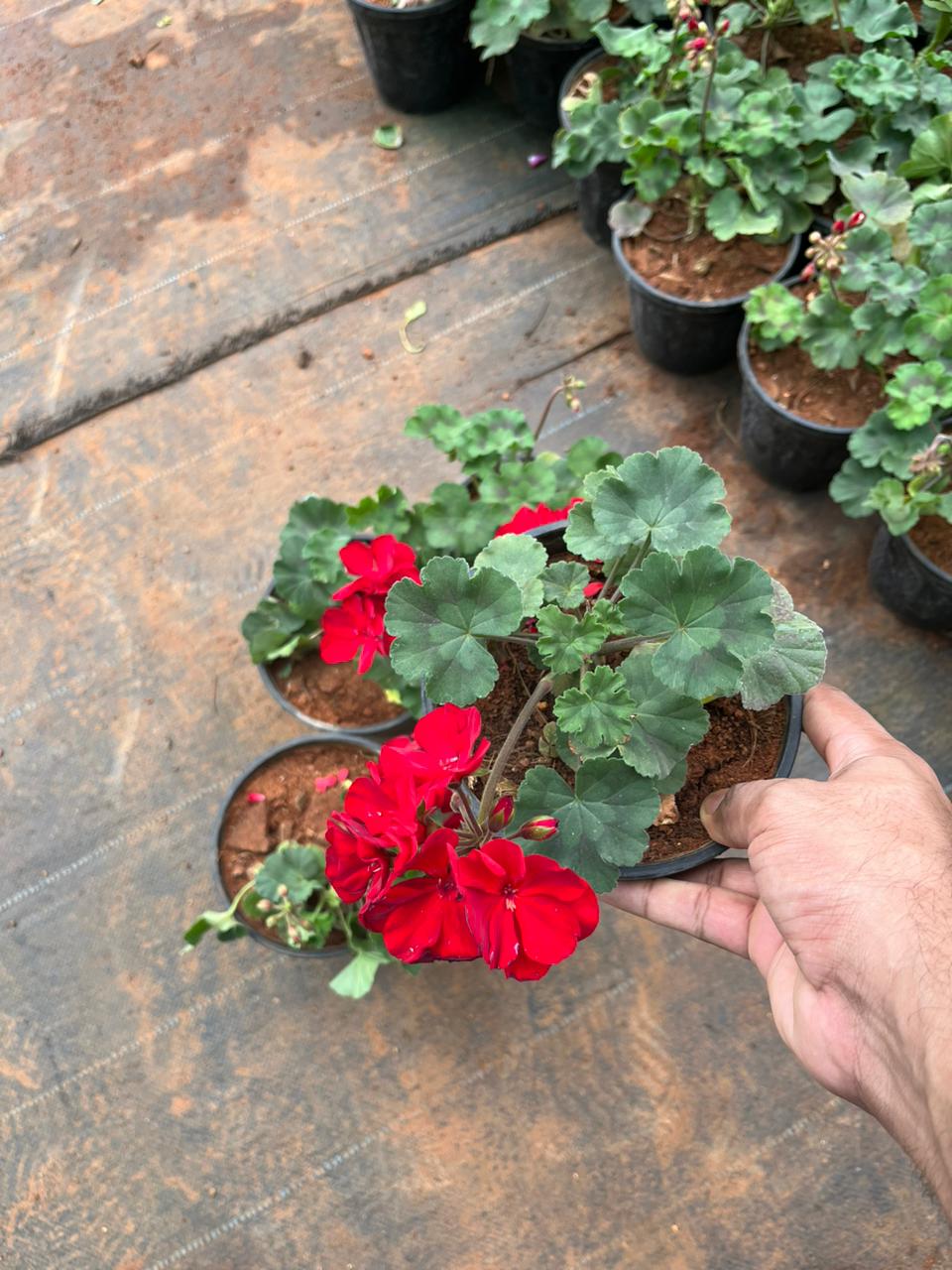 Products – Page 8 – HomelyFeelGardens