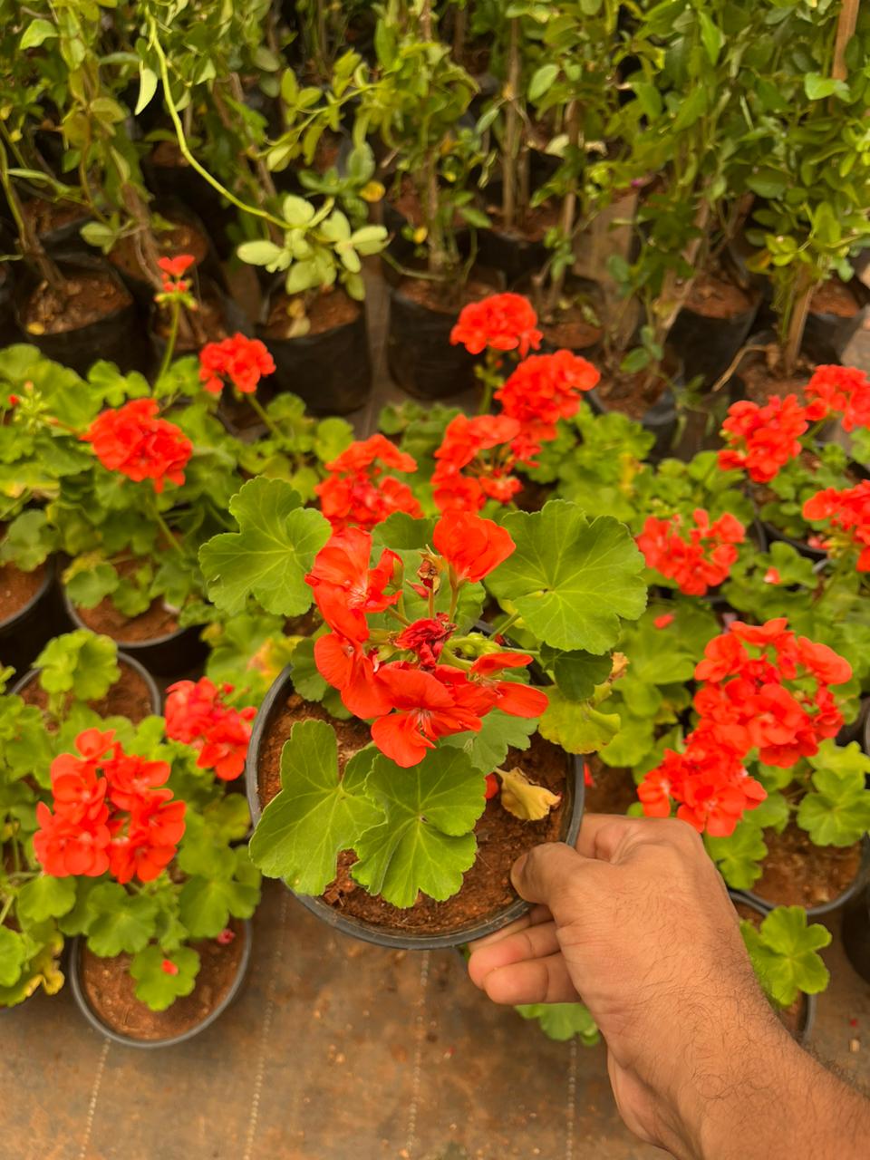 Outdoor Plants(Semi shade) – Page 3 – HomelyFeelGardens