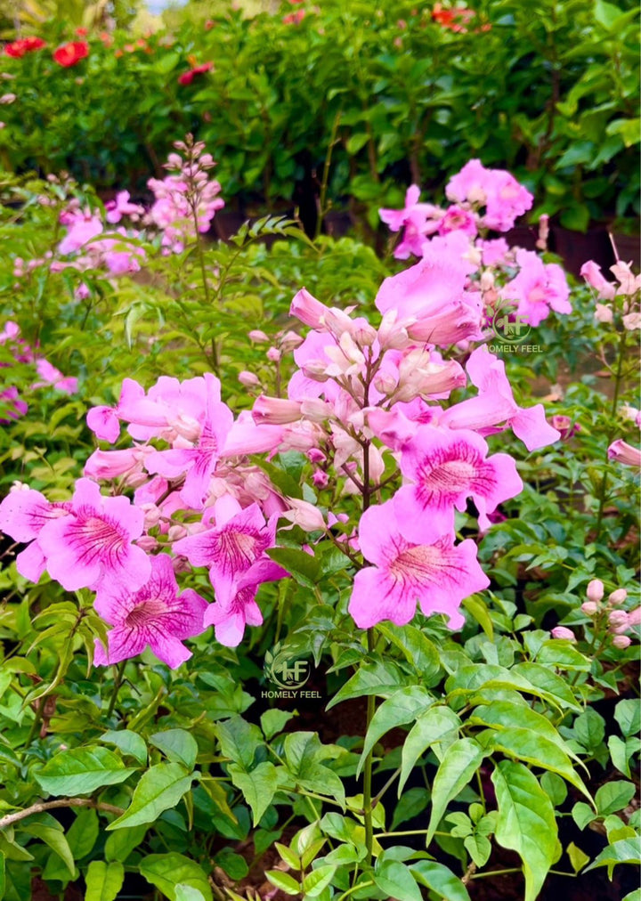 Tecoma Varieties – Homely Feel Gardens