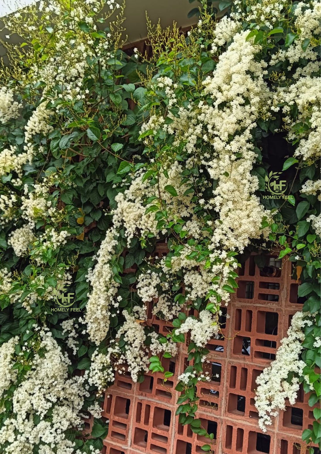 Creeper Plants – Homely Feel Gardens
