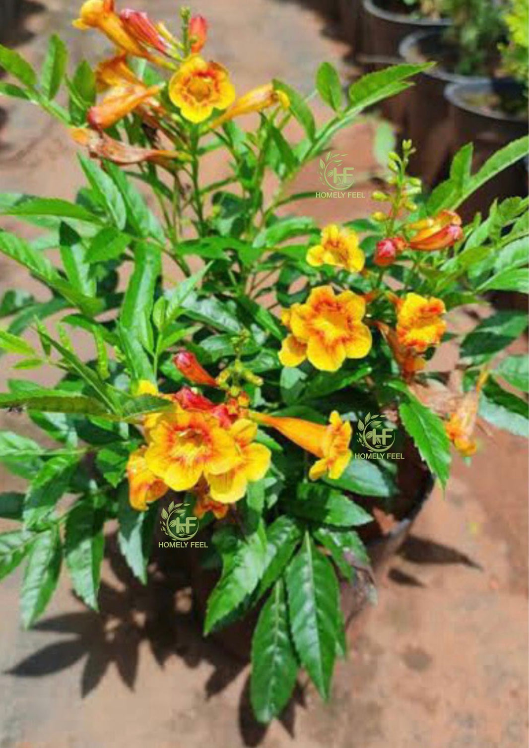 Tecoma Varieties – Homely Feel Gardens