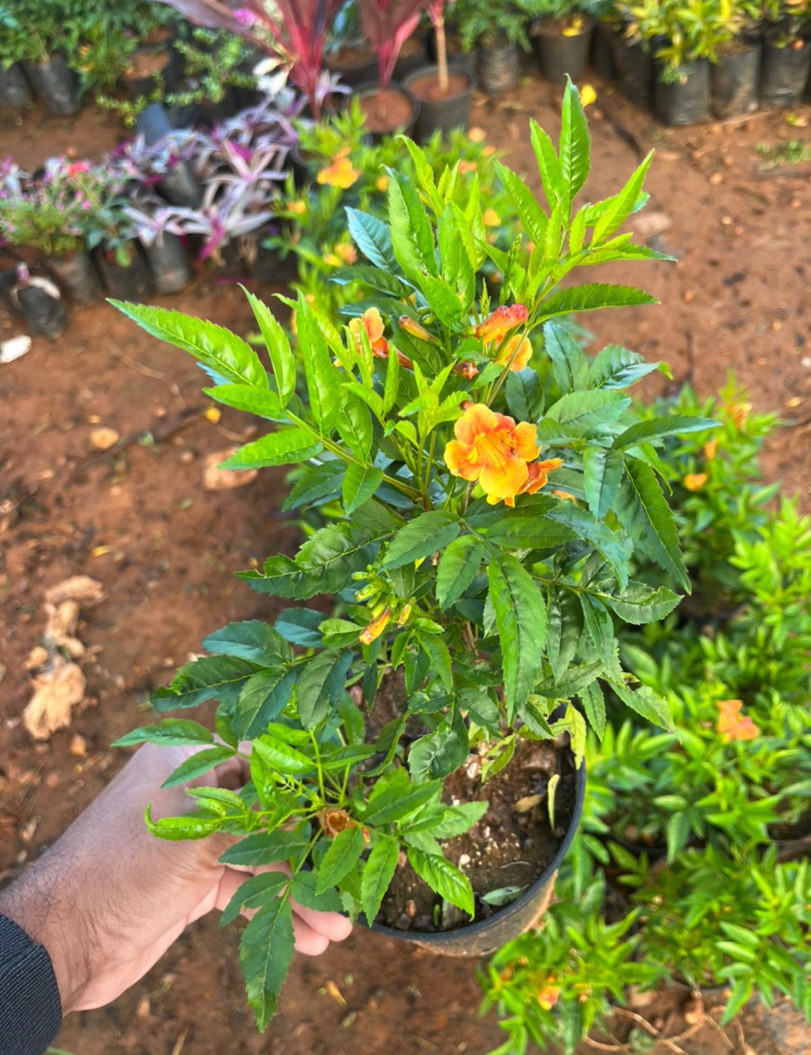 Tecoma Varieties – HomelyFeelGardens