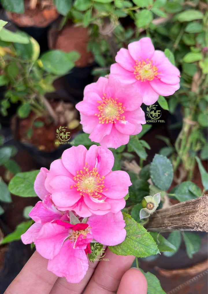 Creeper/Climbing Roses – Homely Feel Gardens