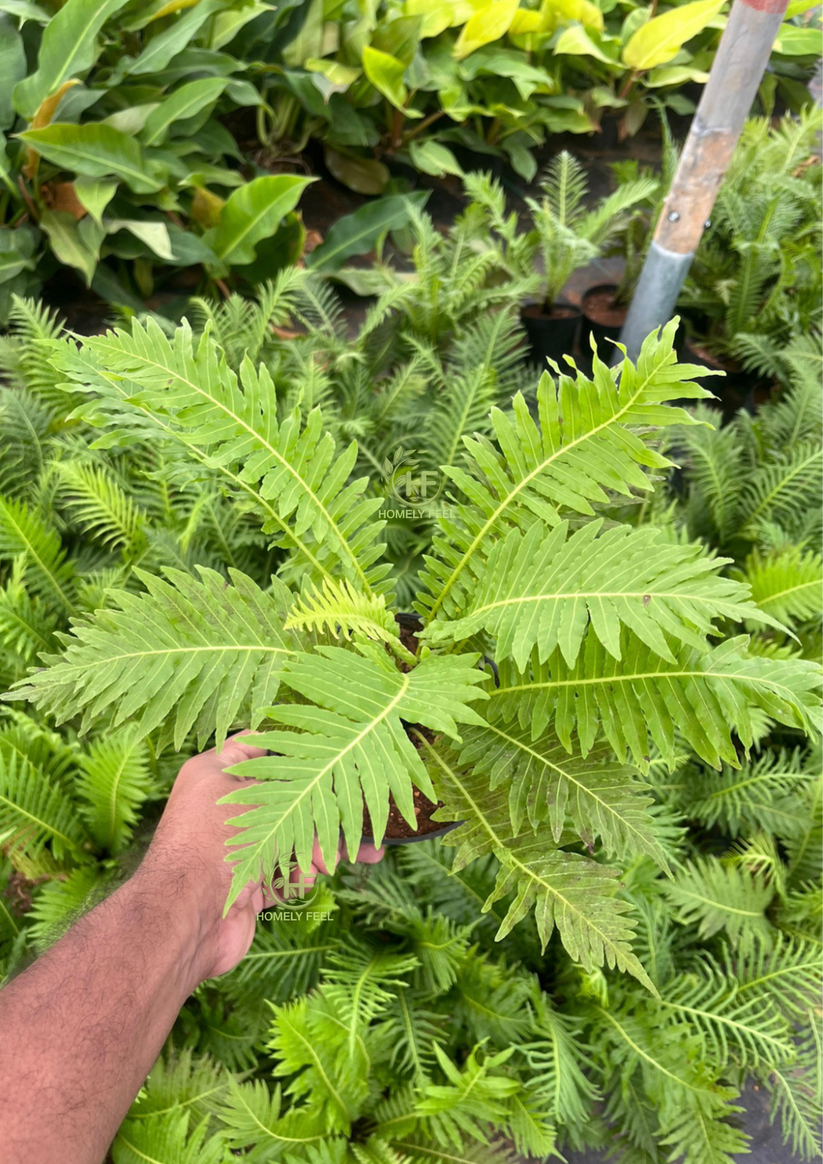 Dwarf Tree Fern – Homely Feel Gardens