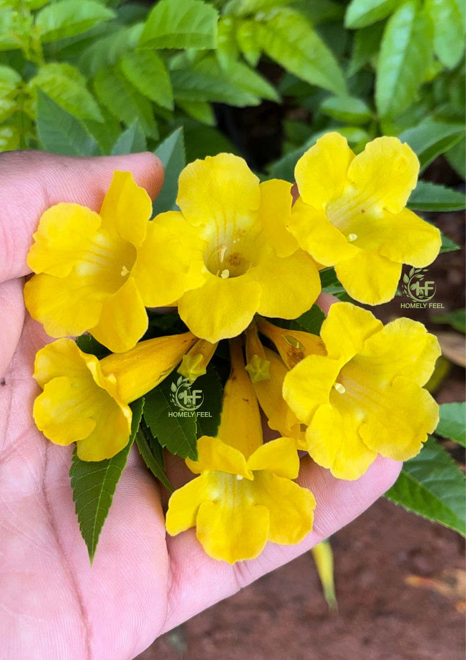 Tecoma Varieties – Homely Feel Gardens